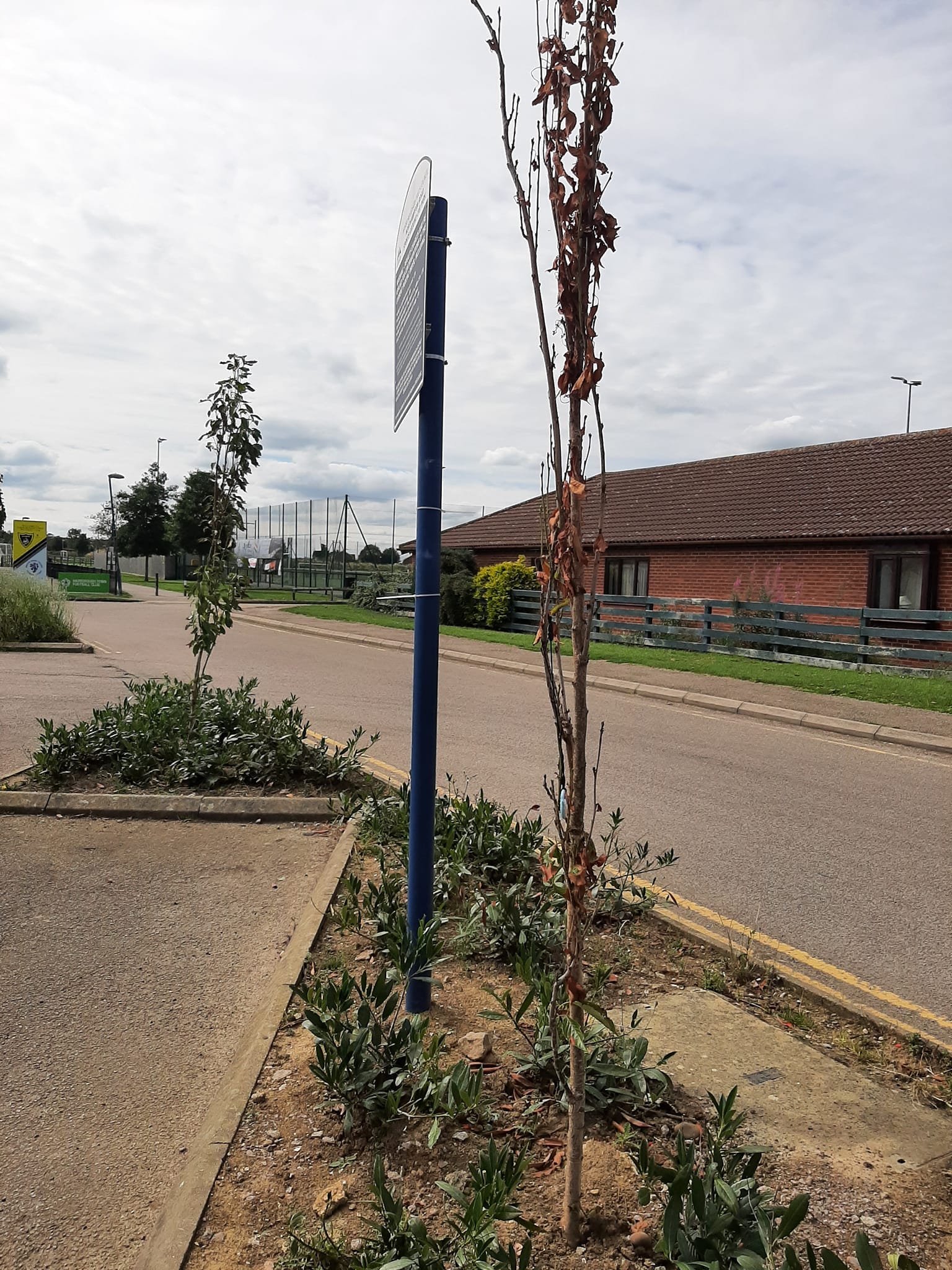 Newly Planted Cherry Trees Struggling - Harborough Town Hub